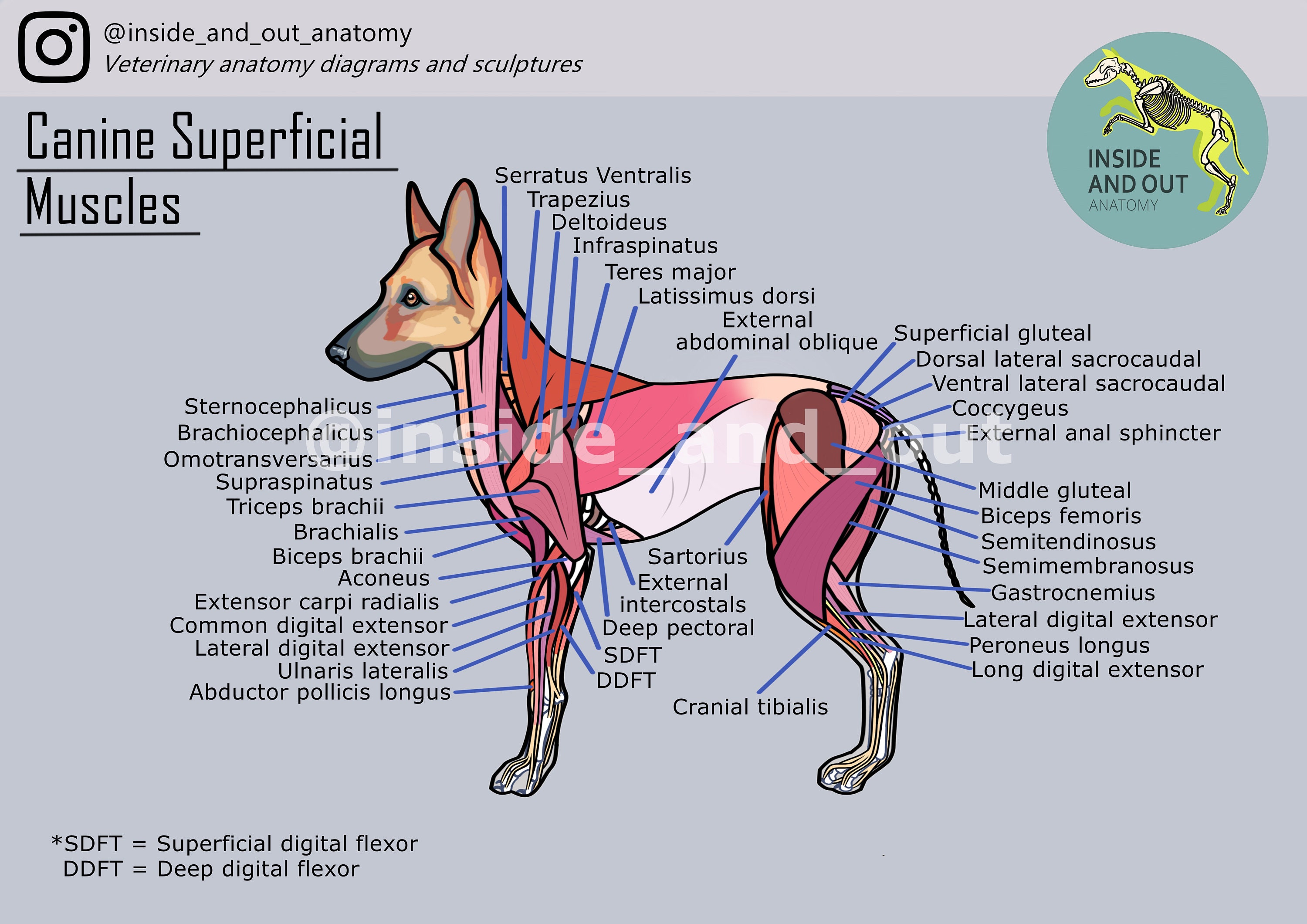 A2 Veterinary Anatomy Poster - Etsy UK