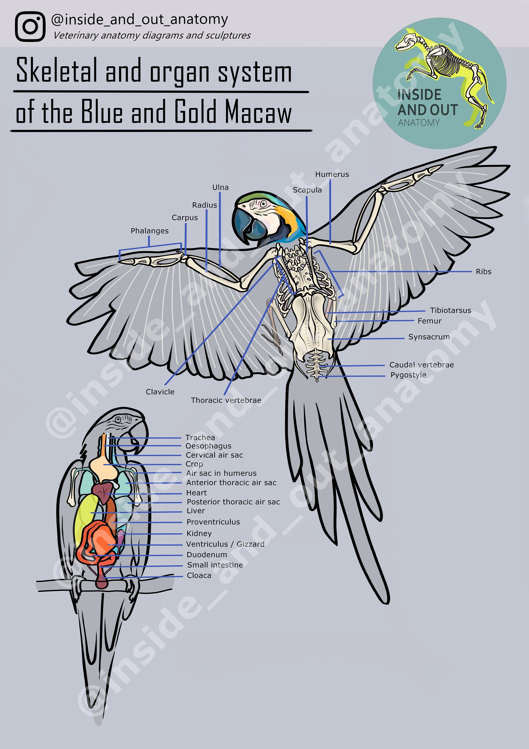 A2 Veterinary Anatomy Poster - Etsy