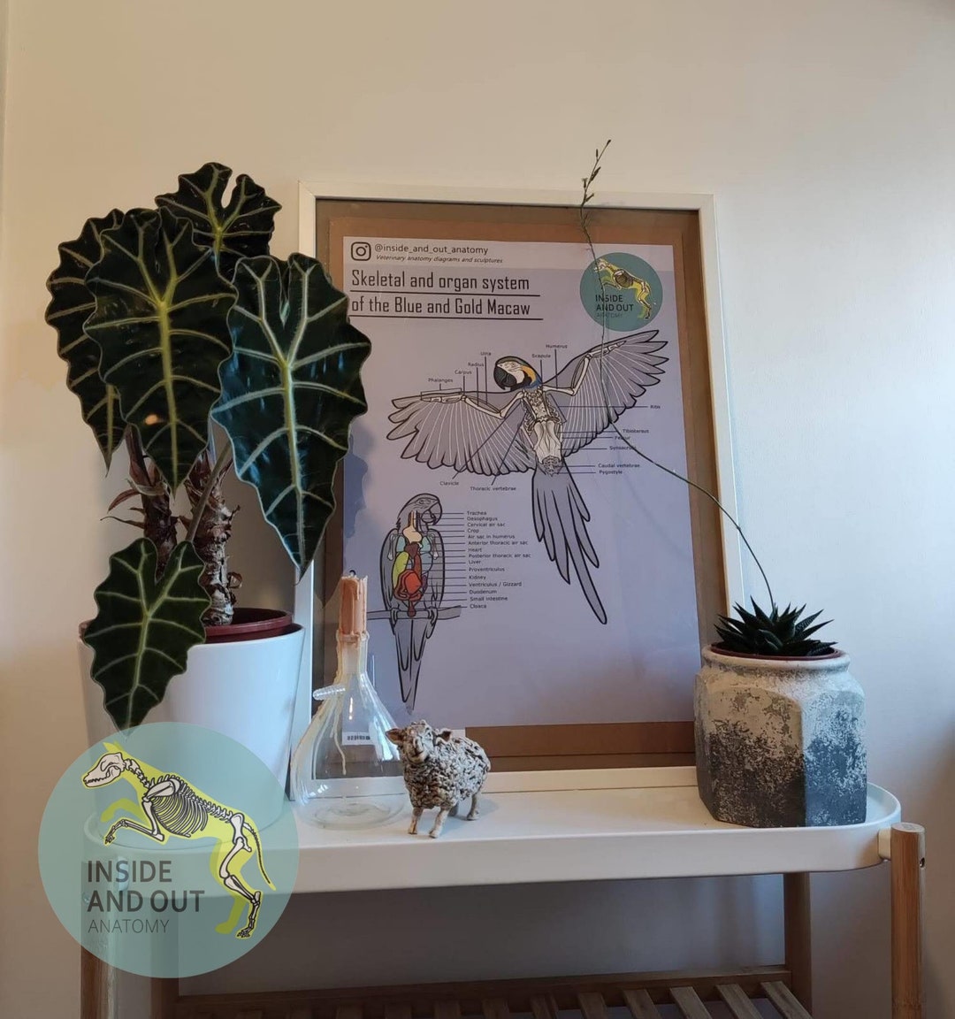 A2 Veterinary Anatomy Poster - Etsy