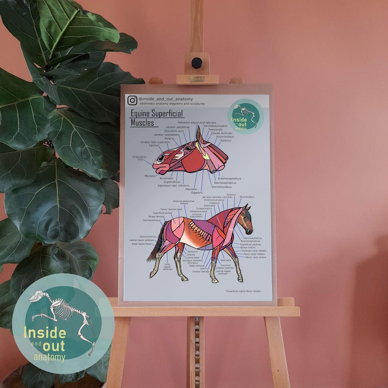 A2 Veterinary Anatomy Poster - Etsy