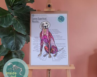 A2 Veterinary Anatomy Poster - Etsy