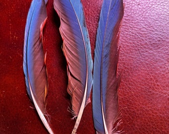 Set of 3, 810 Cruelty Free Green-wing Macaw Feathers, Happy Birds ...