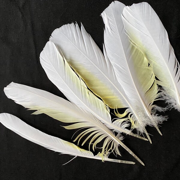 Cockatoo Feathers - Etsy