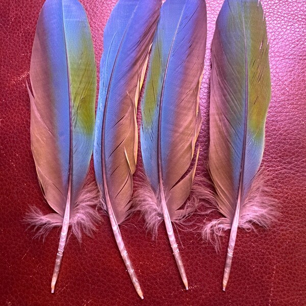 Macaw Feathers - Etsy