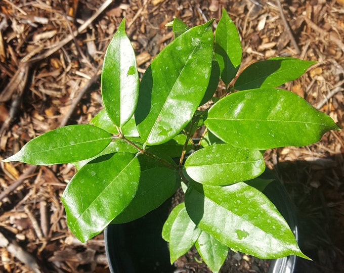 Giant Mulchi (plinia Inflata) Plant in 1 Gallon Nursery Pot. Sorry, No ...