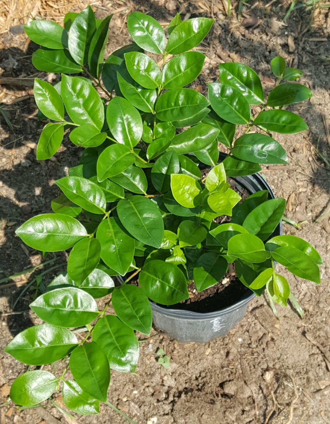 Purple Forest Guava (psidium Eugeniaefolia) Plant in 1 Gallon Nursery ...