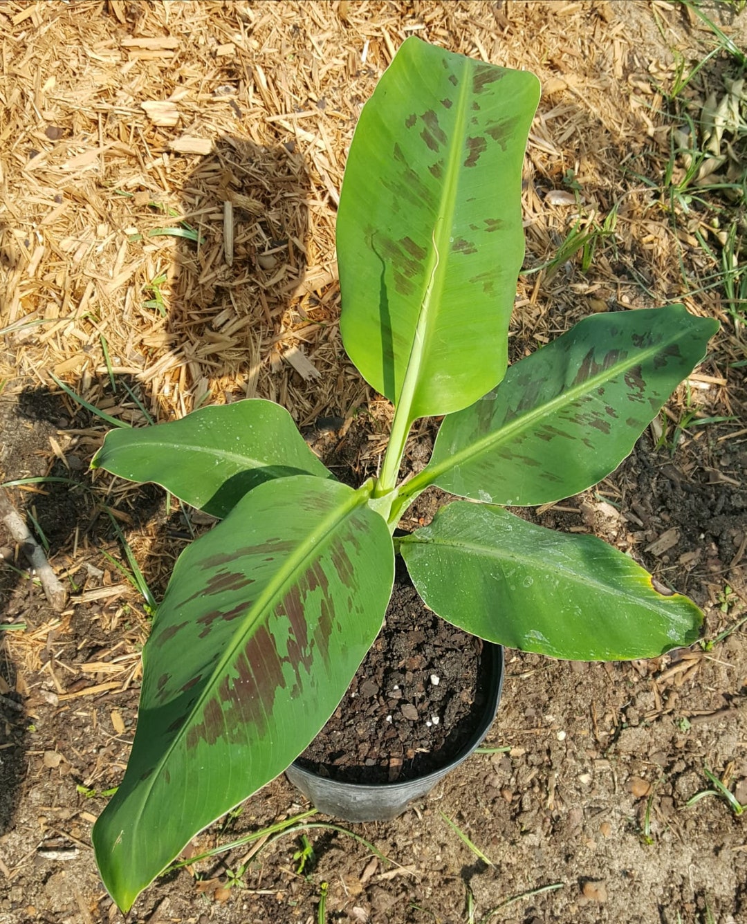 Musa Acuminata 'dwarf Cavendish' Plant in 1 Gallon Nursery Pot. Sorry ...