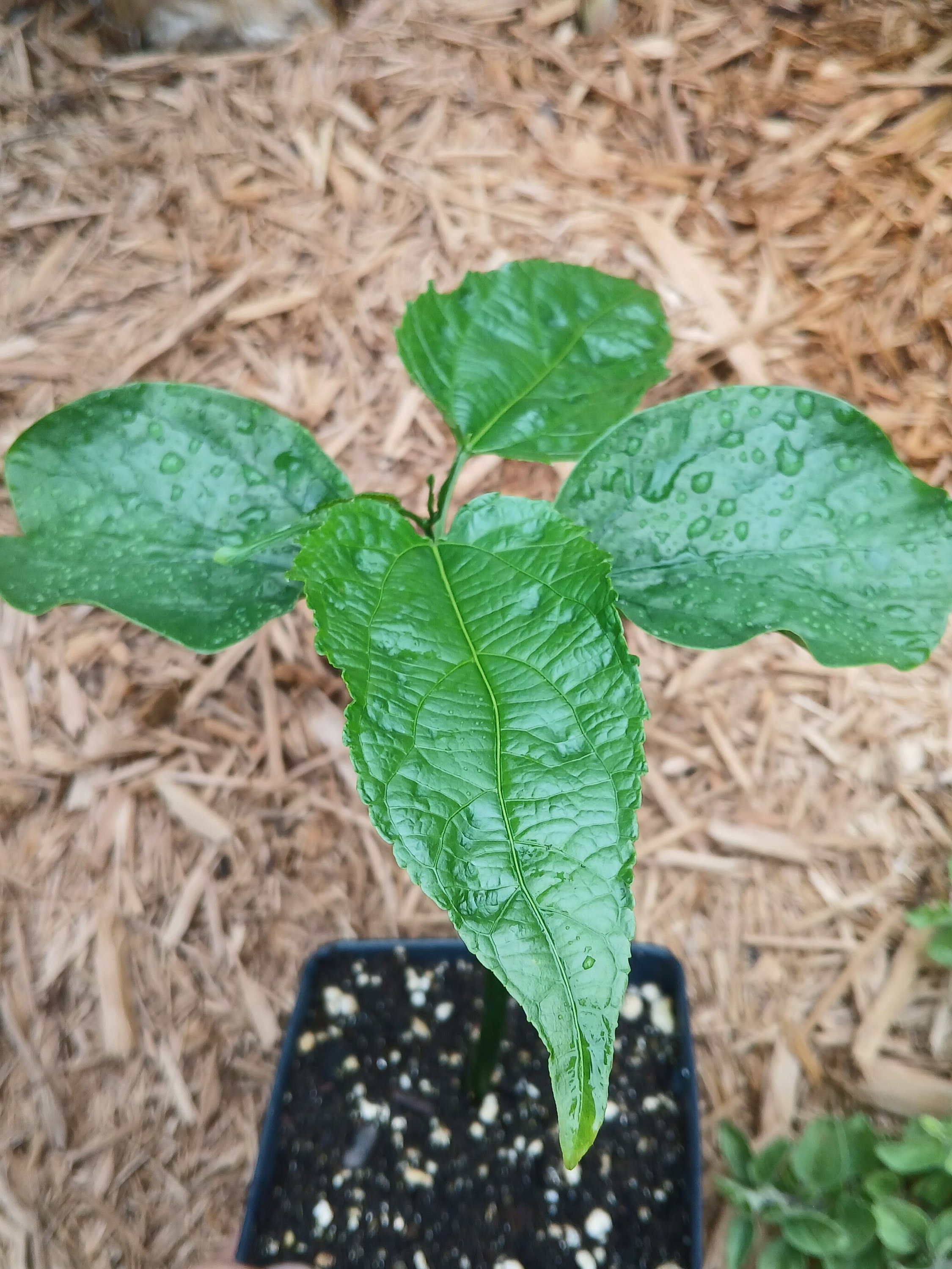 Sacha Inchi/ Inca Peanut (plukenetia Volubilis) Plant in 4 Inch Square ...