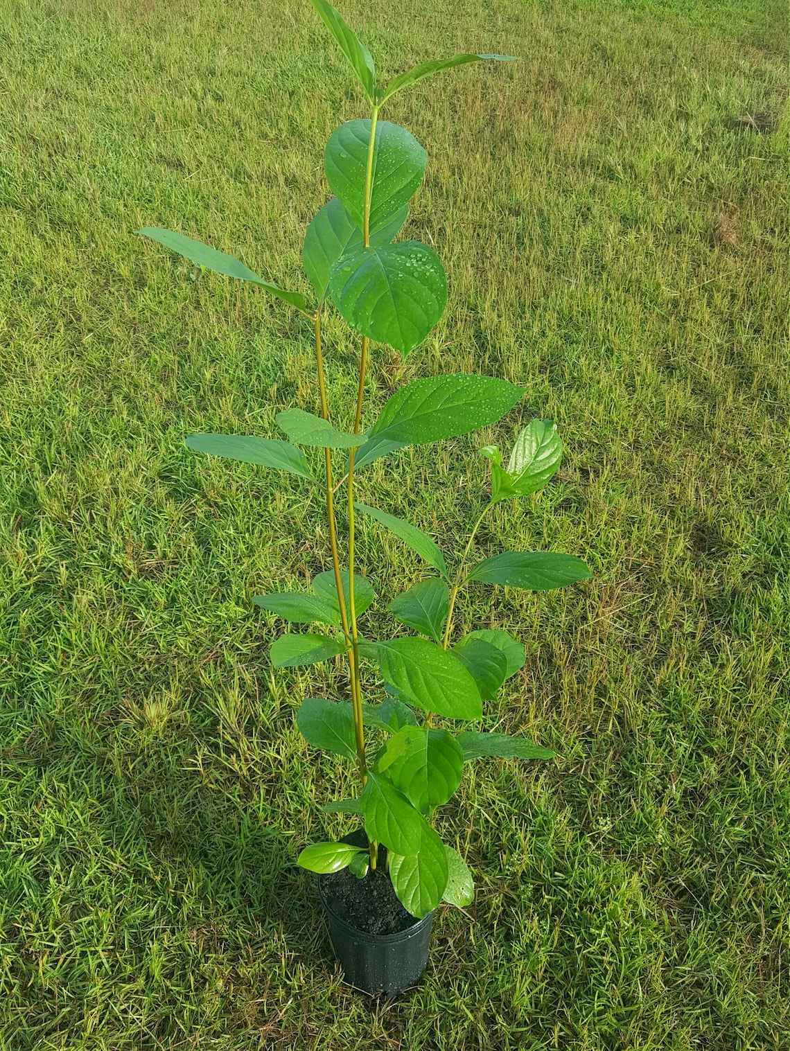 Red African Peach Nauclea latifolia Plant in 1 Gallon | Etsy