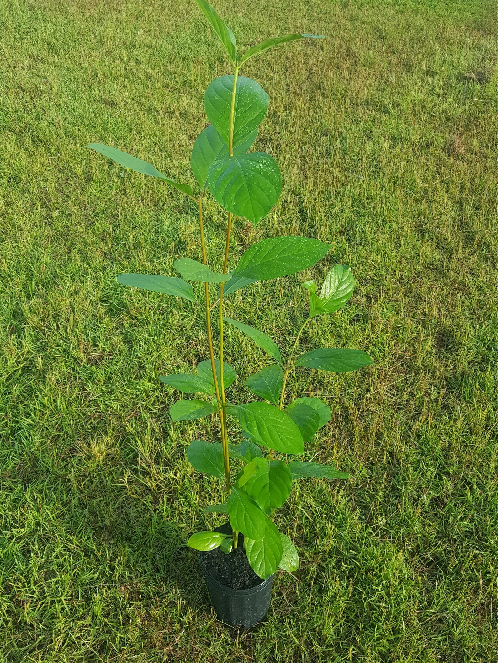 Red African Peach Nauclea latifolia Plant in 1 Gallon | Etsy