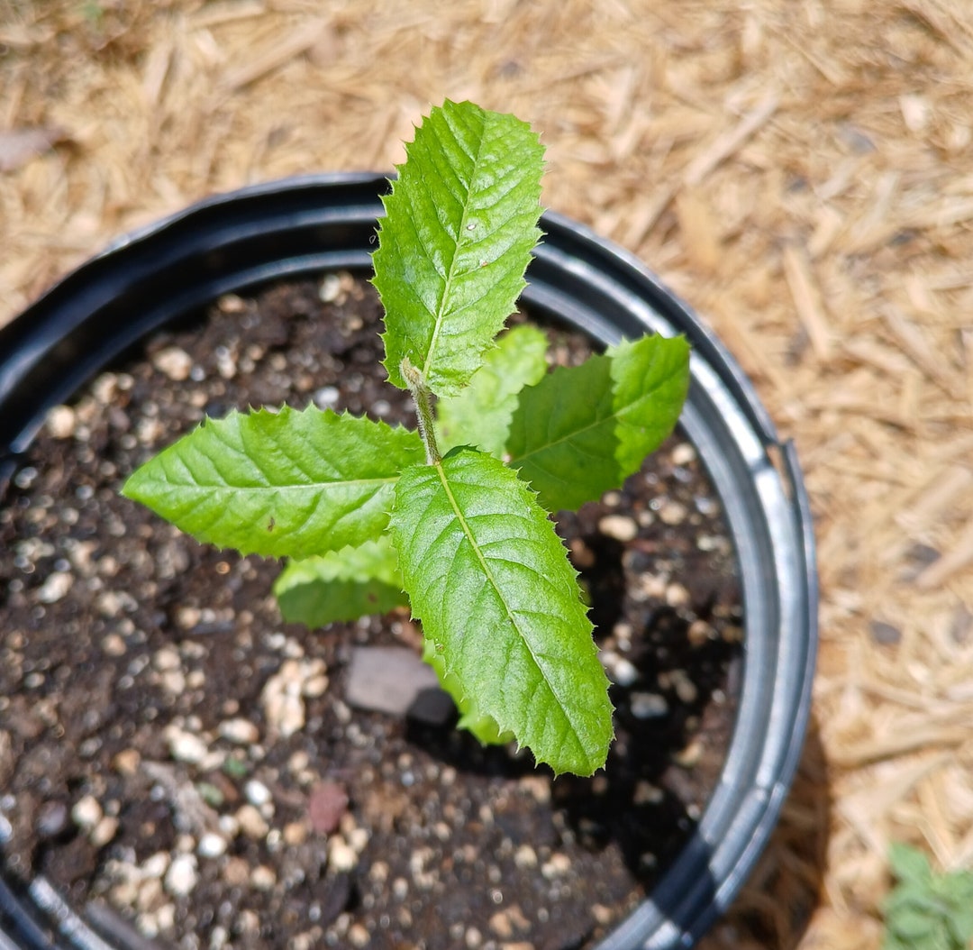 Jacket Plum pappea Capensis Plant in 1 Gallon Nursery Pot. Sorry, No ...