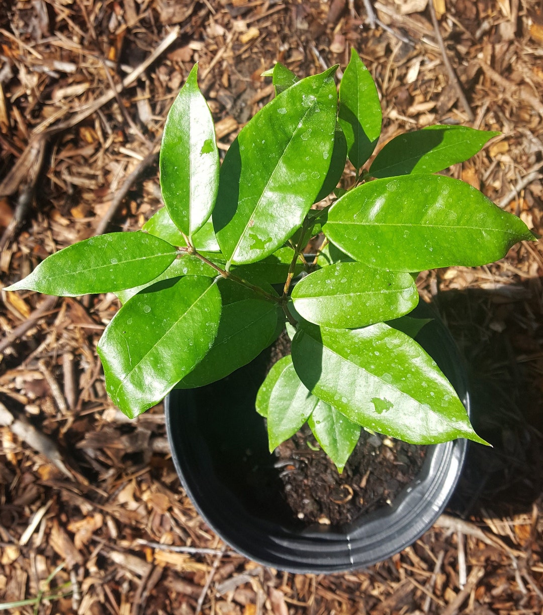 Giant Mulchi plinia Inflata Plant in 1 Gallon Nursery Pot. - Etsy