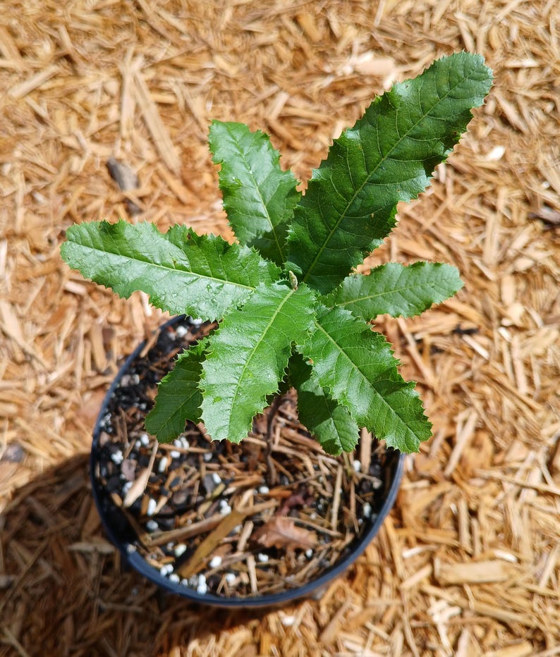 Jacket Plum (pappea Capensis) Plant in 1 Gallon Nursery Pot. Sorry, No ...
