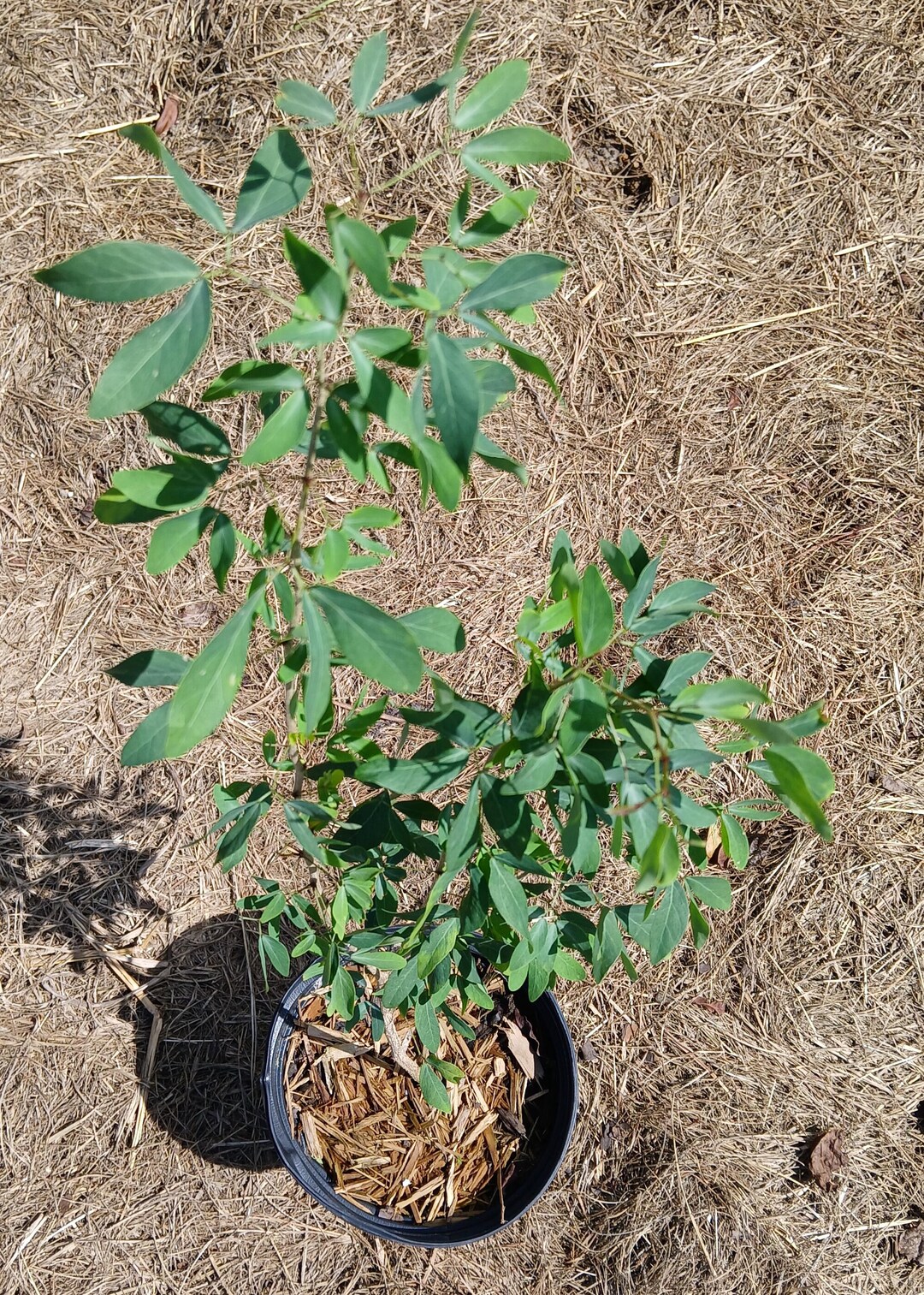 Manila Tamarind/ Camachile (pithecellobium Dulce) Plant in 1 Gallon ...