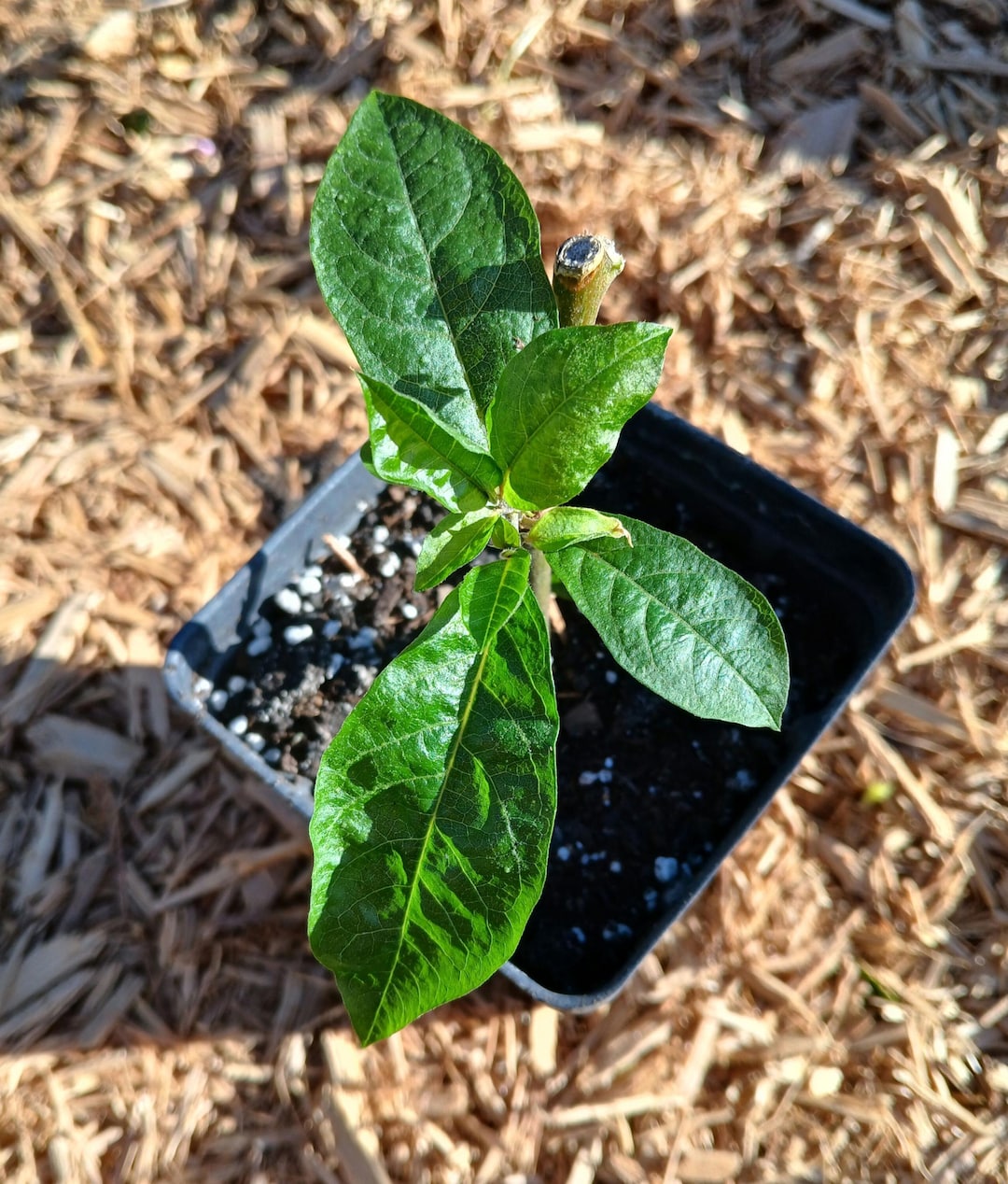 Anamu/ Guinea Hen Weed (petiveria Alliacea) Plant in Small Nursery Pot ...