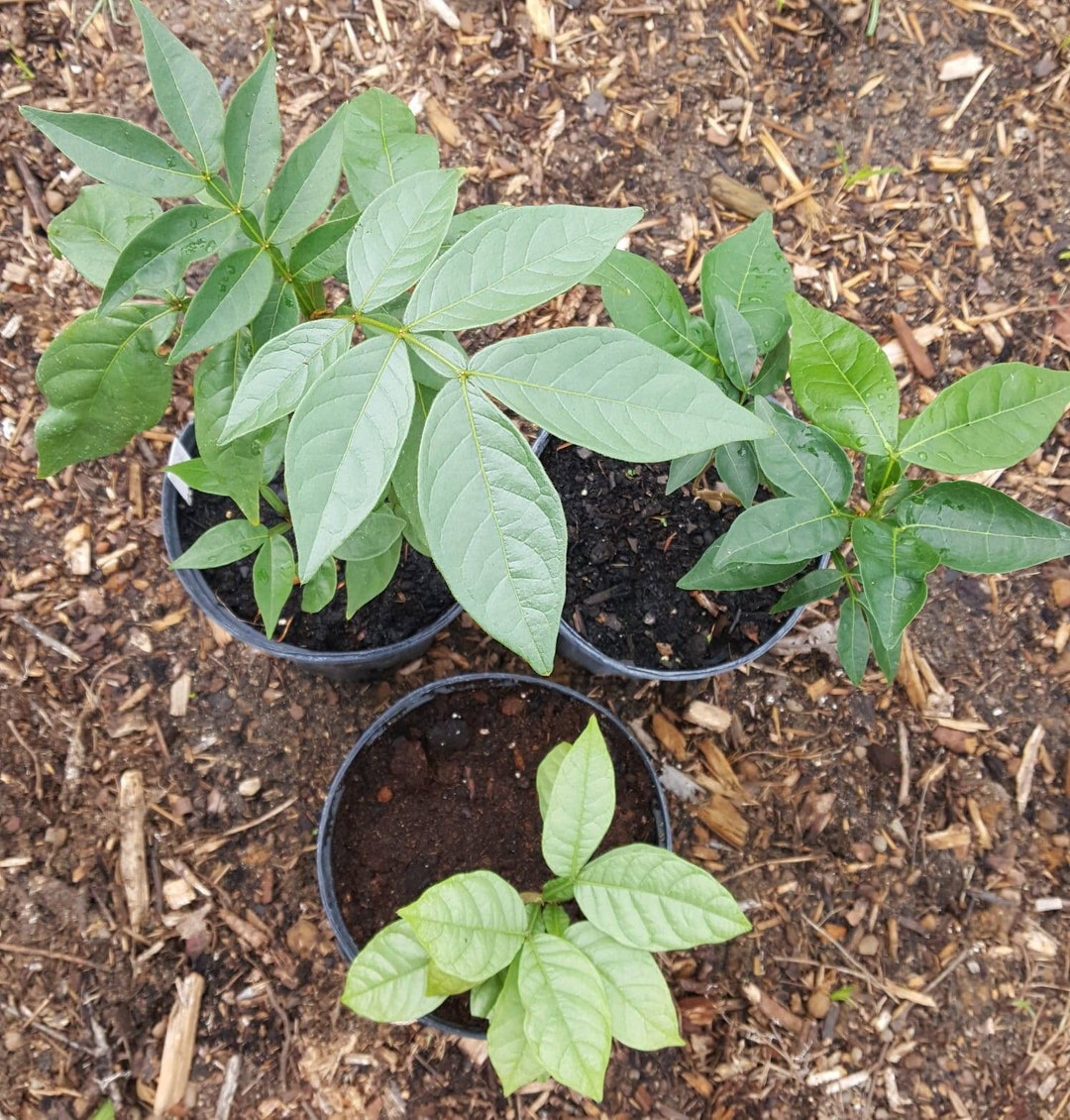 3 Types of Ice Cream Bean inga Vera, Edulis, Spectabilis in 1 Gallon ...