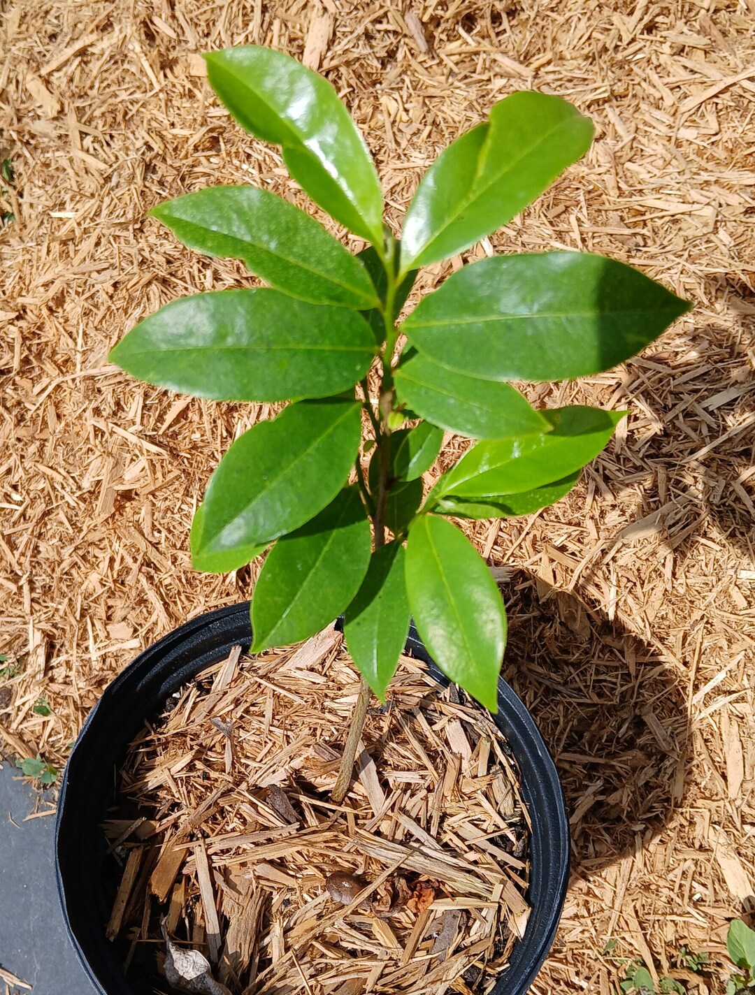 Soursop (annona Muricata) Plant in 1 Gallon Nursery Pot. Sorry, No ...