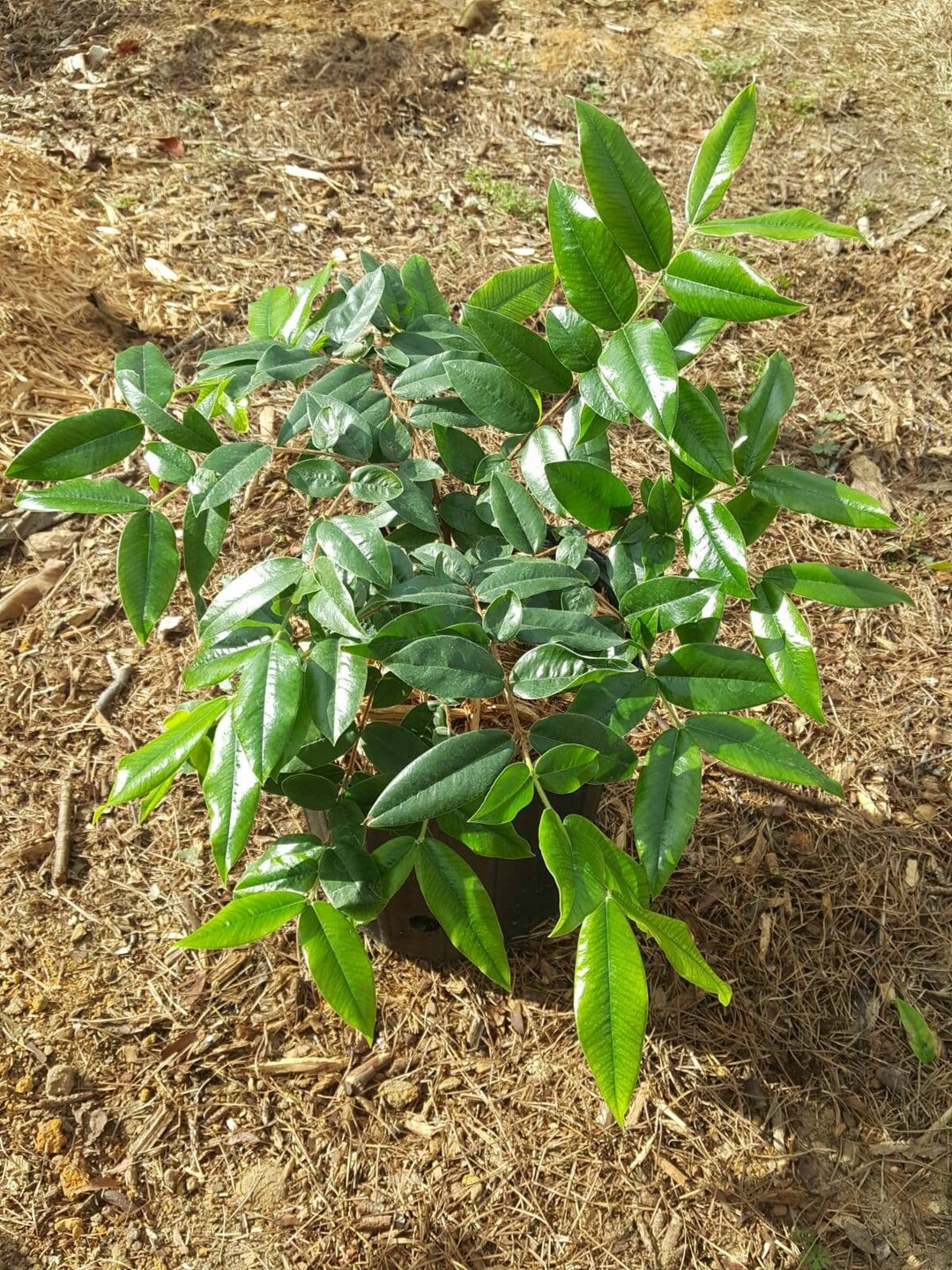 Cabelluda/ Yellow Jaboticaba (myrciaria Glazioviana) Plant in 2 Gallon ...