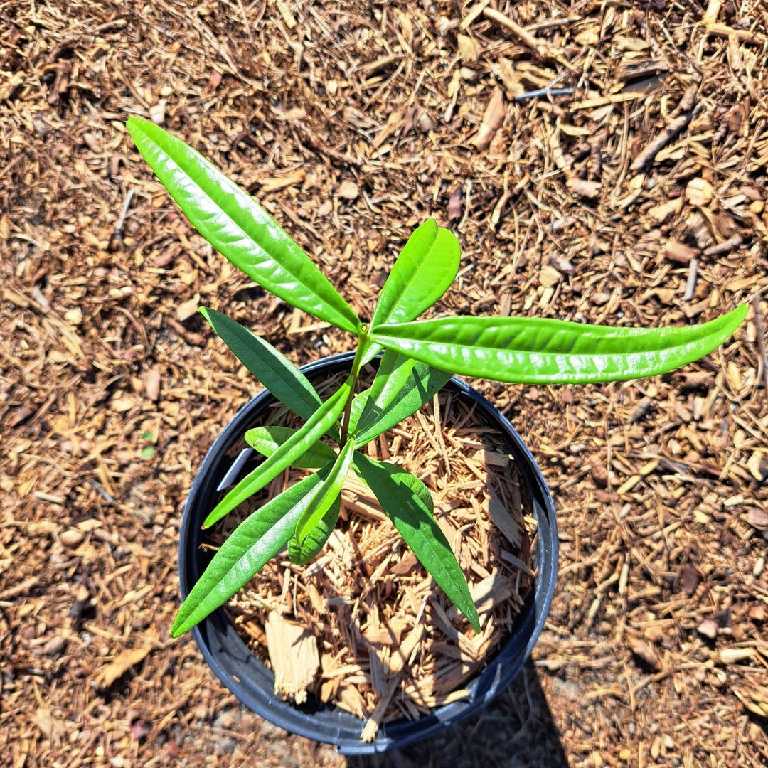 Ruruhi syzygium Polycephalum Plant in 1 Gallon Nursery Pot. Sorry, No ...