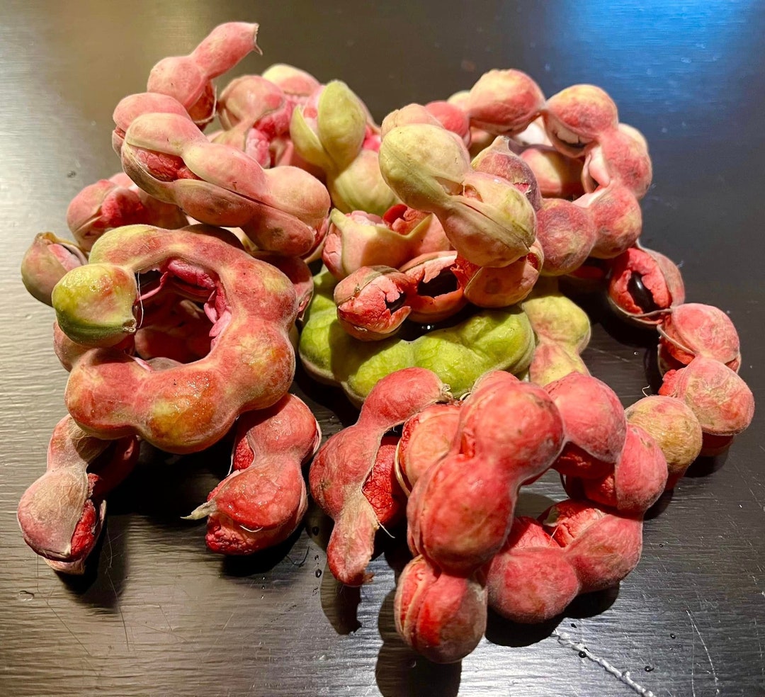 Manila Tamarind/ Camachile pithecellobium Dulce 2 Plants in 4 Inch ...