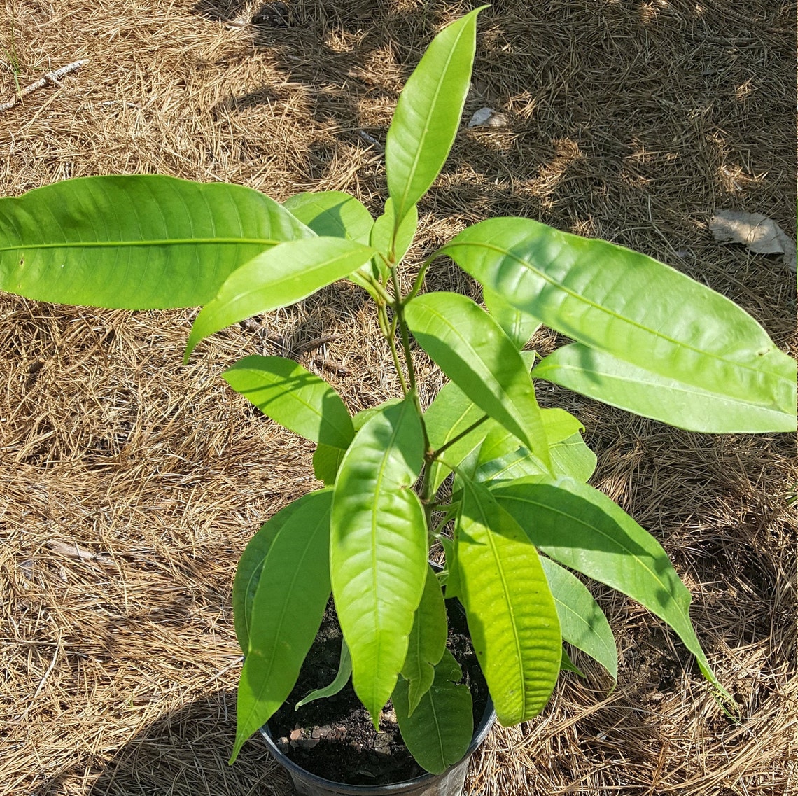Plum Mango/ Maprang/Gandaria Bouea macrophylla Plant in 1 | Etsy