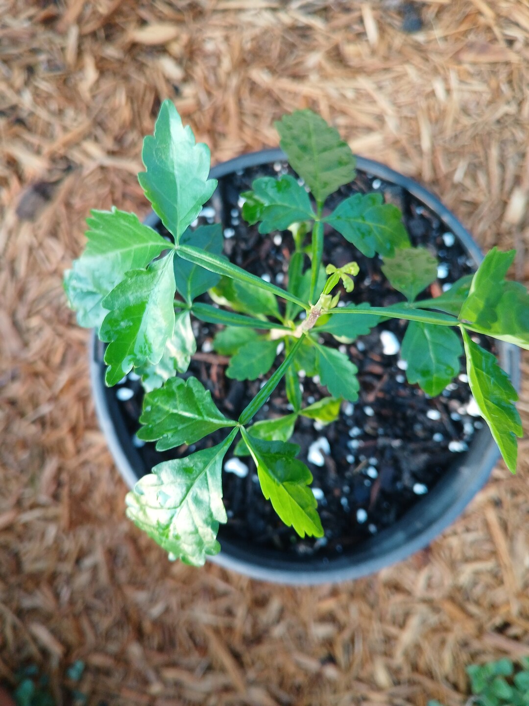 Guajilote (parmentiera Aculeata) Plant in 1 Gallon Nursery Pot. Sorry ...