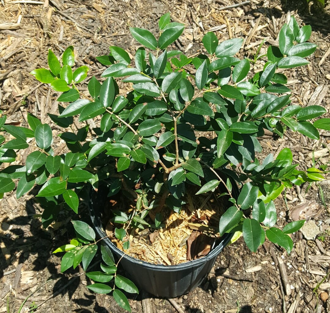 Grimal Jaboticaba (plinia Sp.) Plant in 2 Gallon Nursery Pot. ATTENTION: Shipping to FL and GA ...