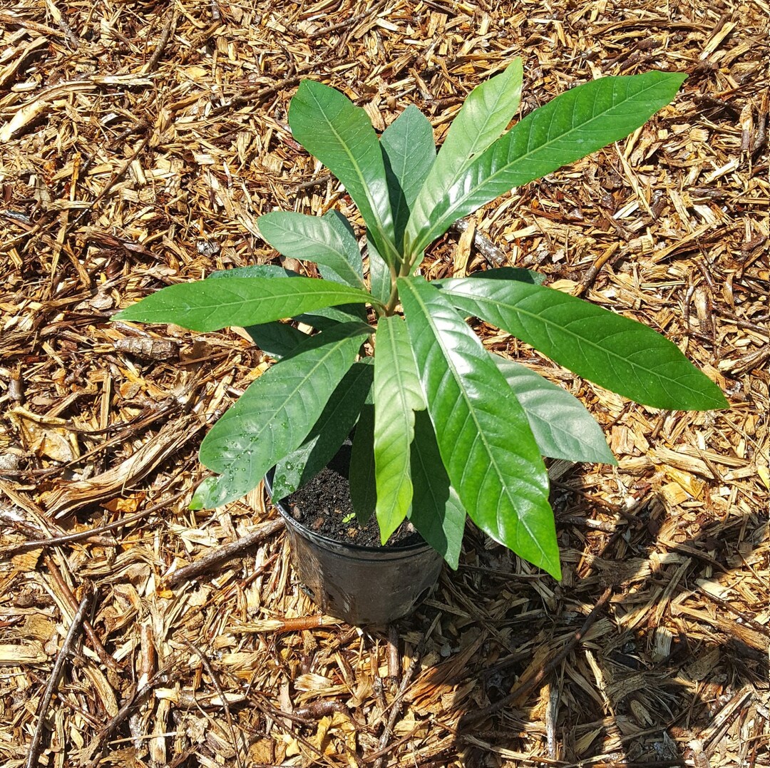 Cinnamon Apple (pouteria Hypoglauca/glomerata) Plant in 1 Gallon ...