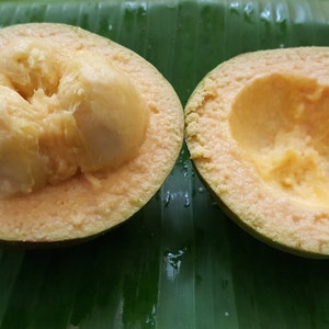 Cinnamon Apple (pouteria Hypoglauca/glomerata) Plant in 1 Gallon ...