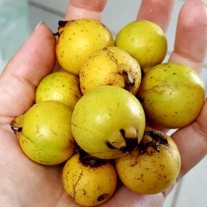 10 Seeds of Lemon Guava/yellow Cattley Guava (psidium Cattleianum ...