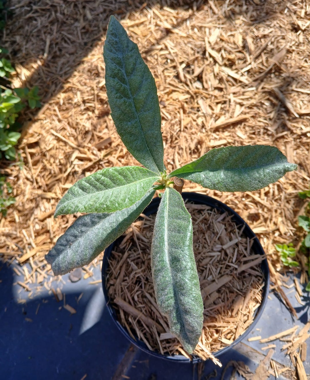 Grafted 'avri' Loquat eriobotrya Japonica Plant in 1 Gallon Nursery Pot ...