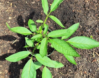 Giant Mulchi plinia Inflata Plant in 1 Gallon Nursery Pot. Sorry, No ...