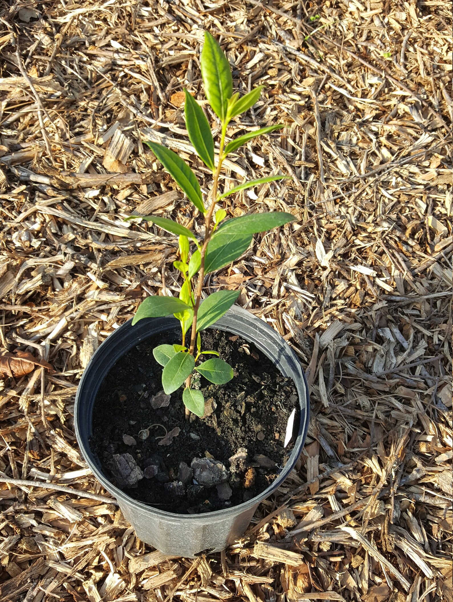 Coco Plum chrysobalanus Icaco Plant in 1 Gallon Nursery Pot. | Etsy