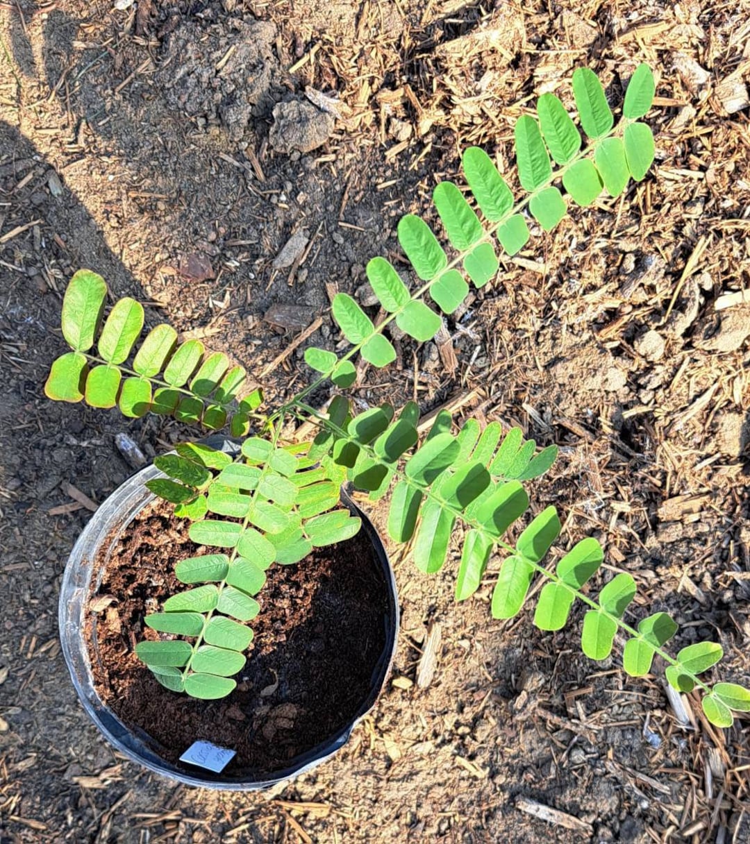 Pink Shower Tree/ Carao (cassia Grandis) Plant in 1 Gallon Nursery Pot ...