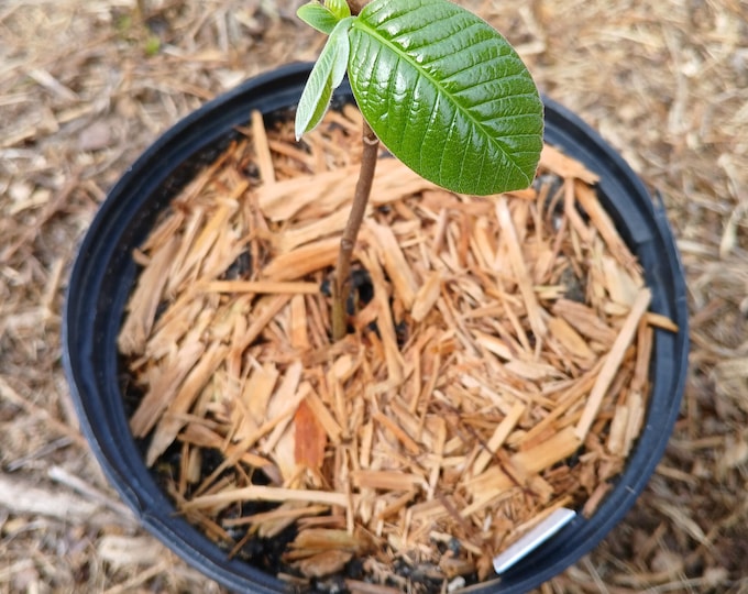 Grafted Soncoya (annona Purpurea) Plant in 1 Gallon Nursery Pot. Sorry ...