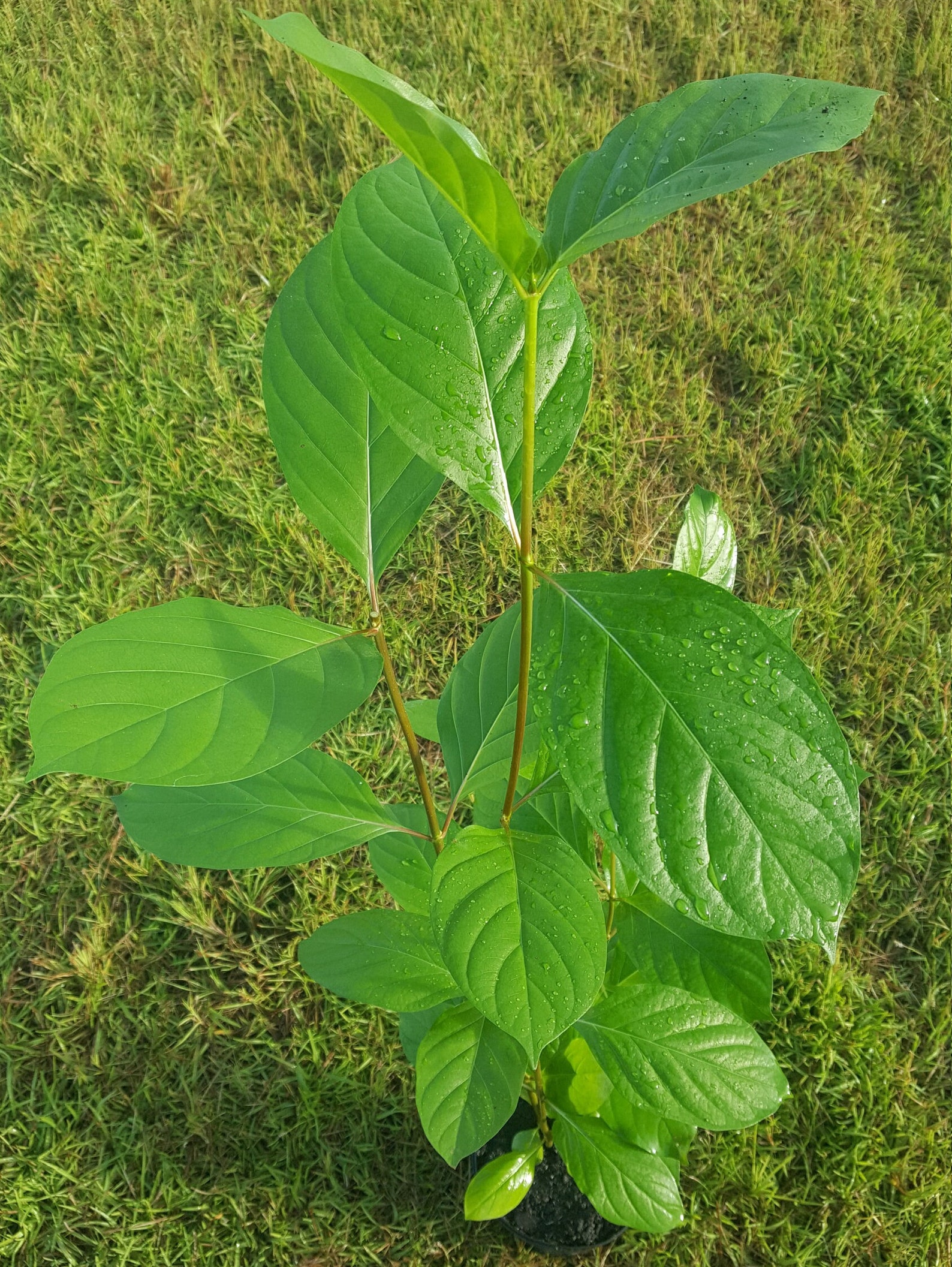 Red African Peach Nauclea latifolia Plant in 1 Gallon | Etsy