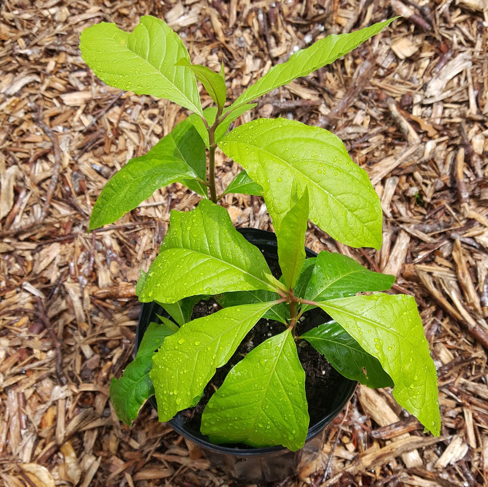 Anamu/ Guinea Hen Weed petiveria Alliacea Plant in 1 Gallon | Etsy