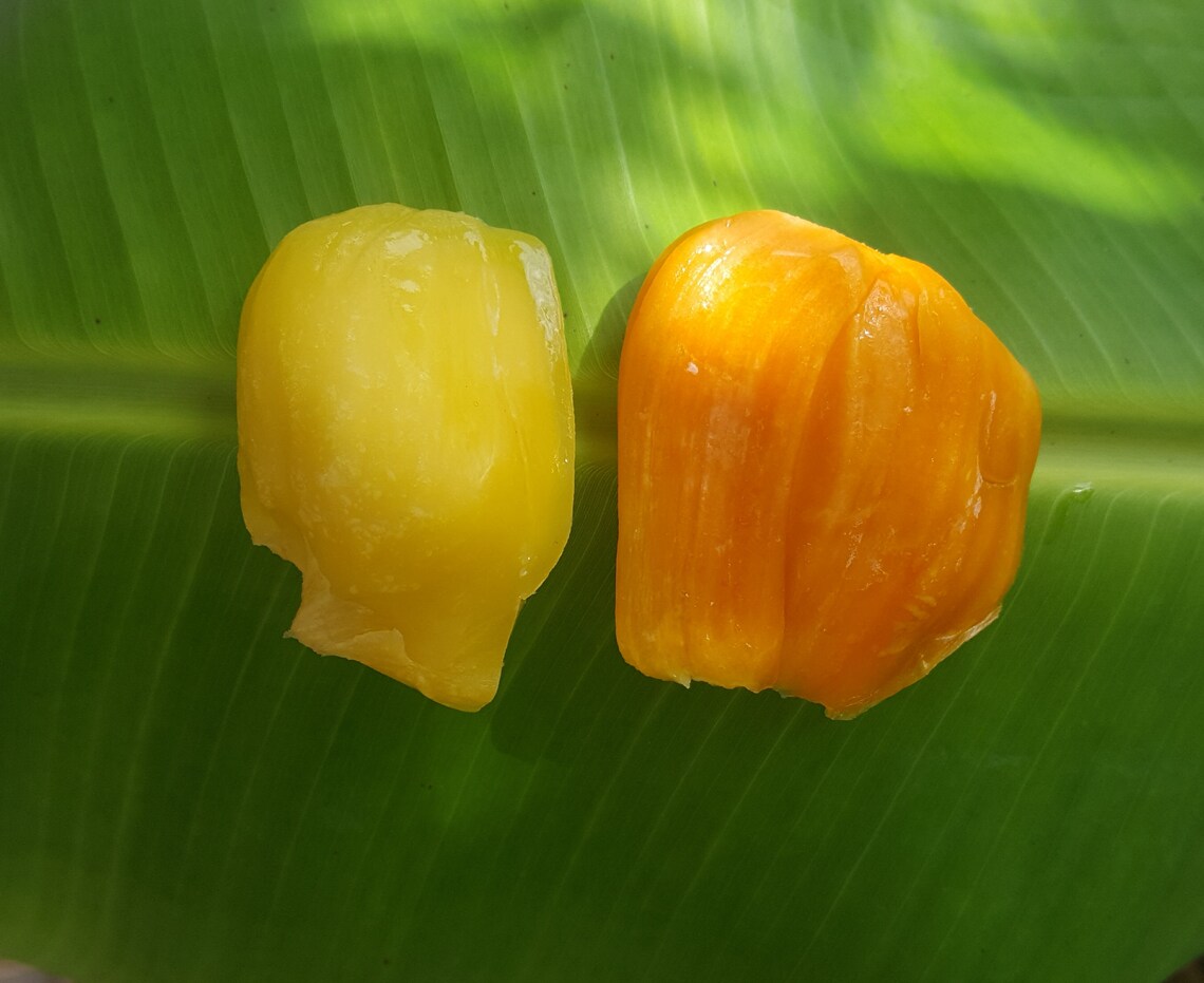 Orange fleshed Jackfruit Artocarpus heterophyllus Plant in 1 | Etsy