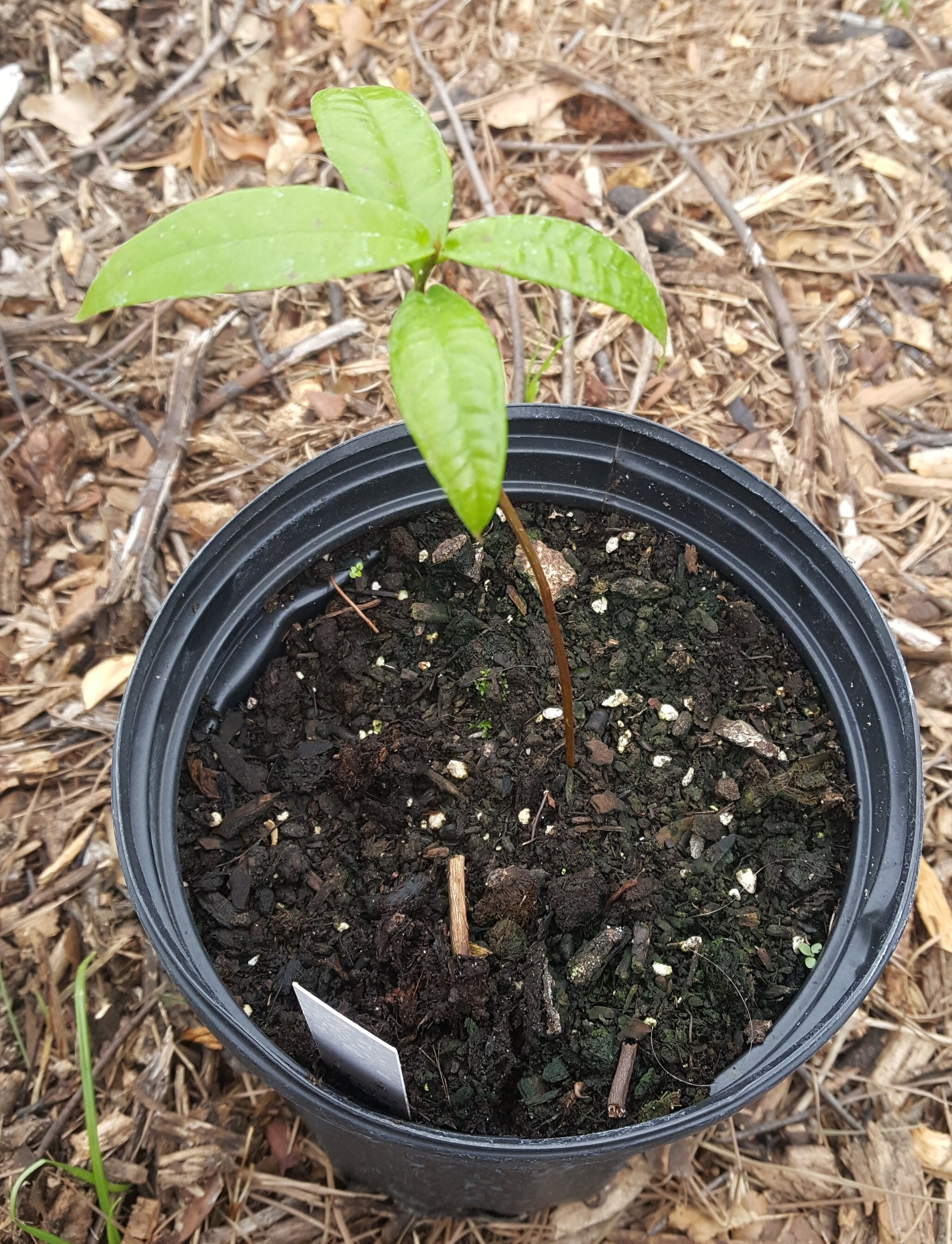 Ruruhi syzygium Polycephalum Plant in 1 Gallon Nursery Pot. - Etsy