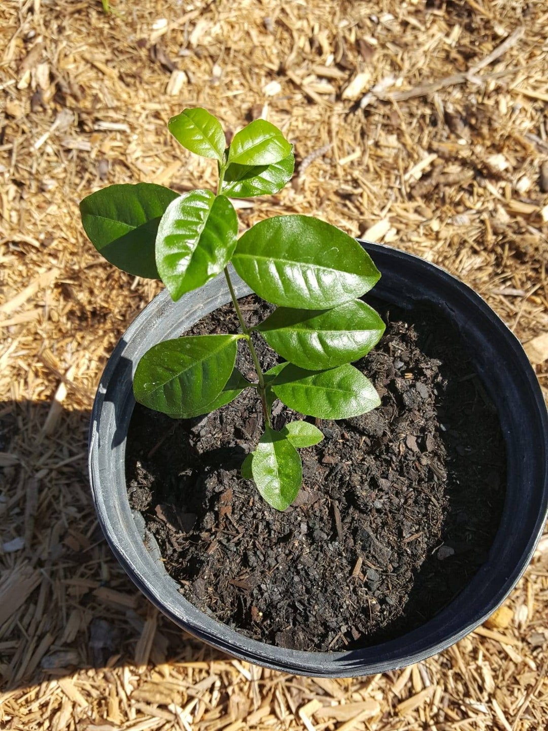 Purple Forest Guava psidium Eugeniaefolia Plant in 1 Gallon - Etsy