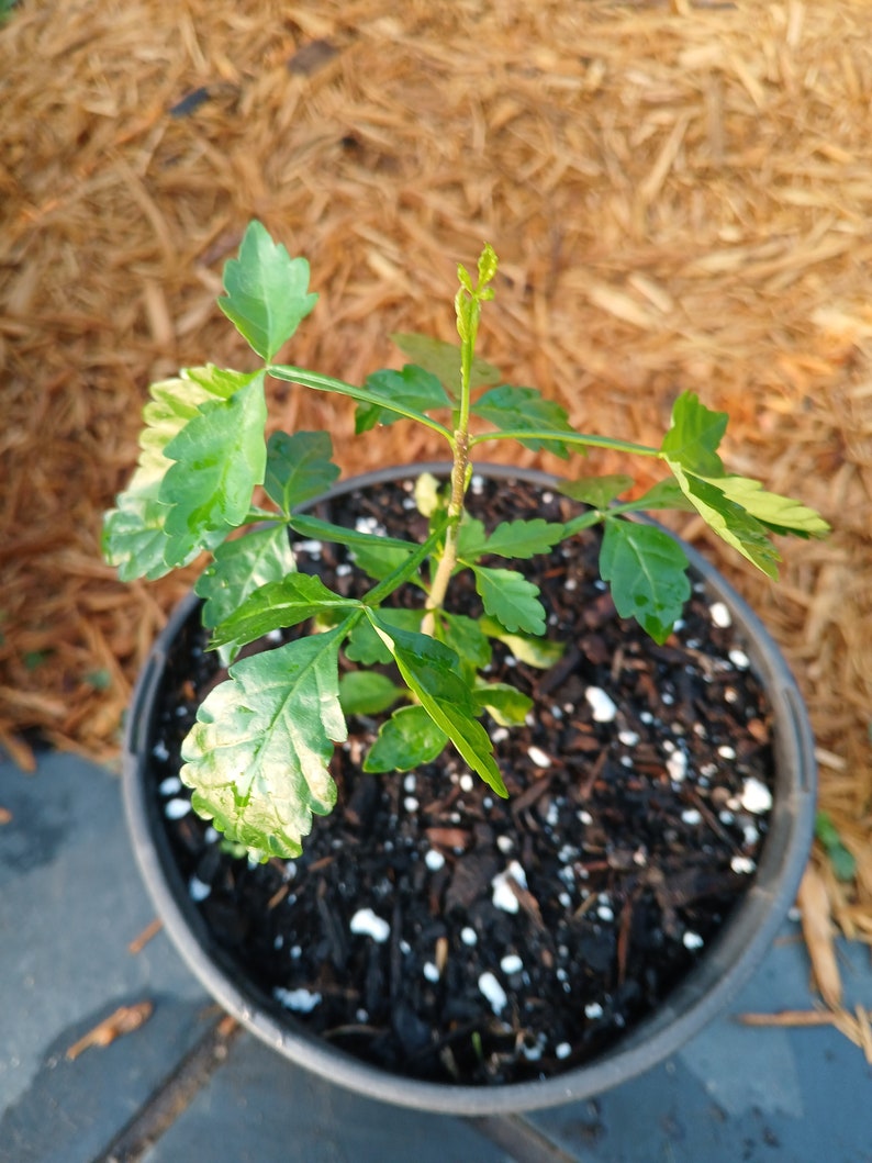 Guajilote parmentiera Aculeata Plant in 1 Gallon Nursery Pot. Sorry, No ...