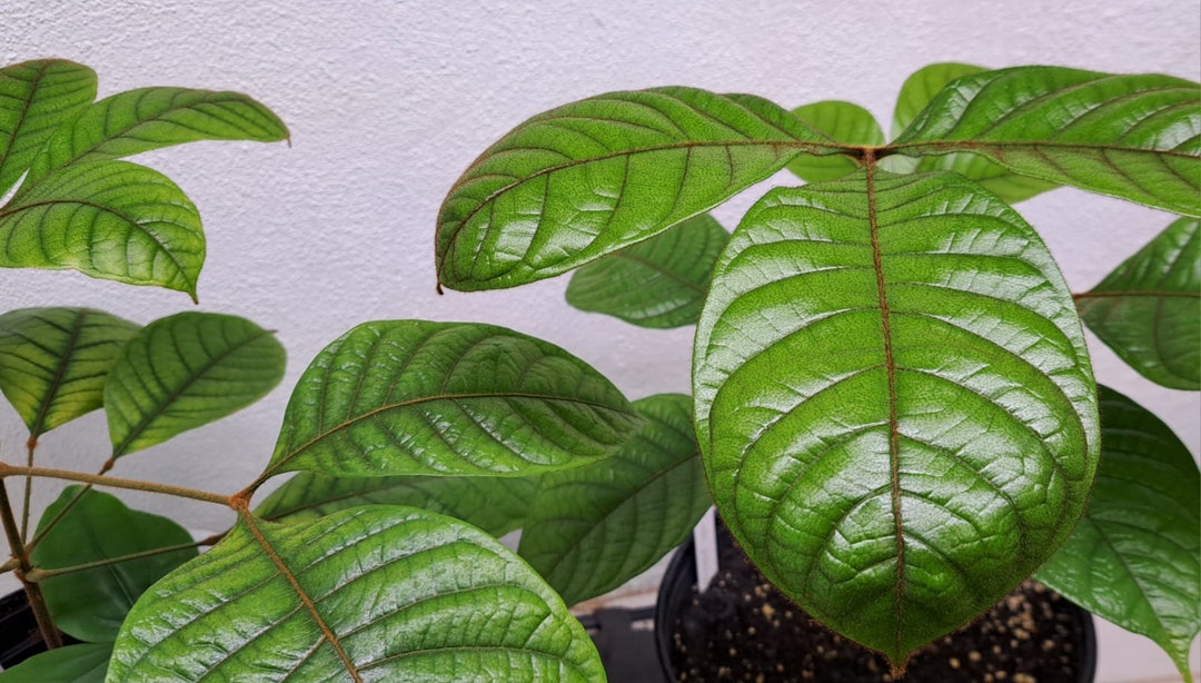 Red Monkey Kola (cola Pachycarpa) Plant in 1 Gallon Nursery Pot. Sorry ...