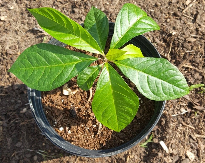 Anamu/ Guinea Hen Weed petiveria Alliacea Plant in Small Nursery Pot ...