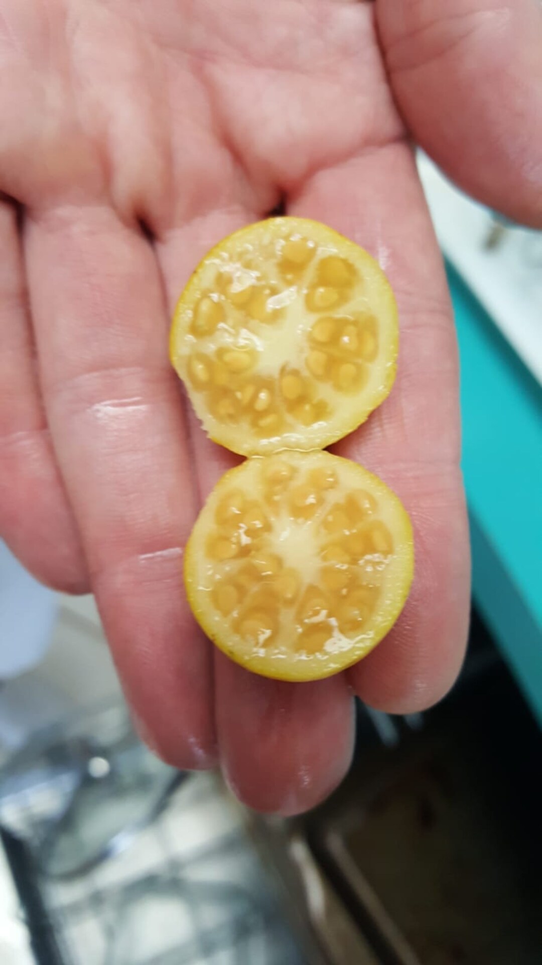 10 Seeds of Lemon Guava/yellow Cattley Guava (psidium Cattleianum ...