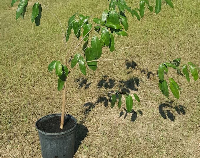 Olosapo (couepia Polyandra) Plant in 2 Gallon Nursery Pot. ATTENTION ...