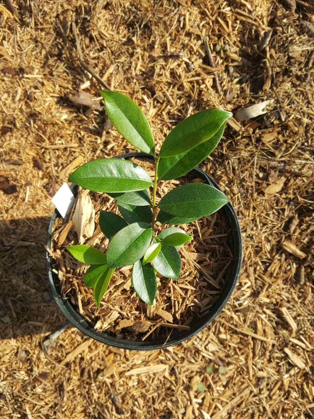 Pitomba (eugenia Luschnathiana) Plant in 1 Gallon Nursery Pot. Sorry ...