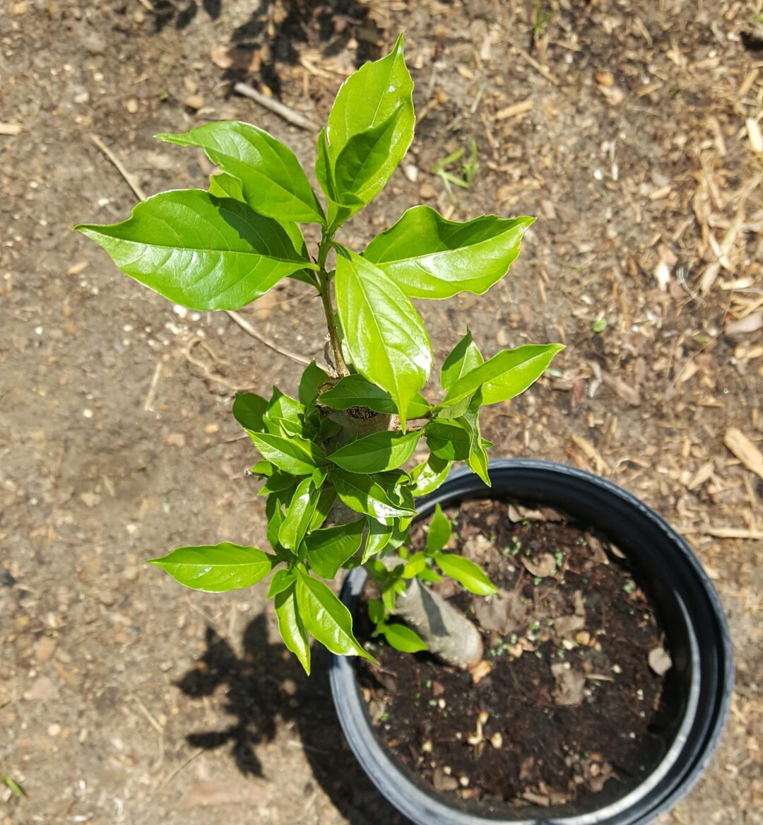 Baobab adansonia Digitata Plant in 2 Gallon Nursery Pot. ATTENTION ...
