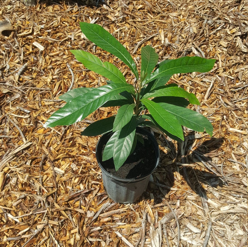 Cinnamon Apple pouteria Hypoglauca/glomerata Plant in 1 - Etsy