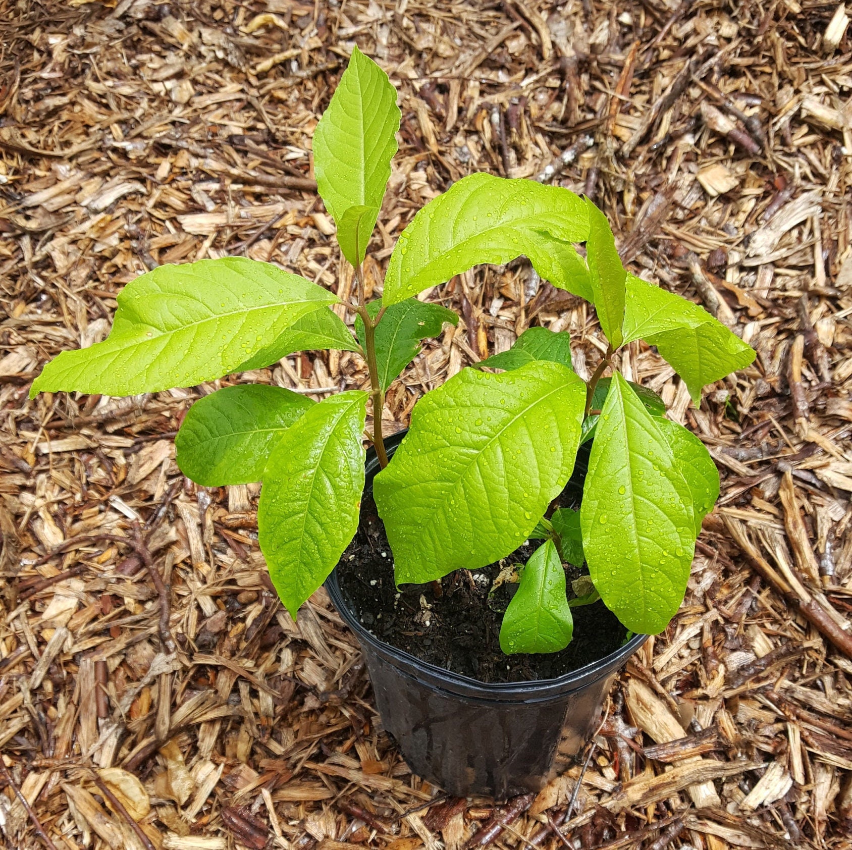 Anamu/ Guinea Hen Weed petiveria Alliacea Plant in 1 Gallon | Etsy