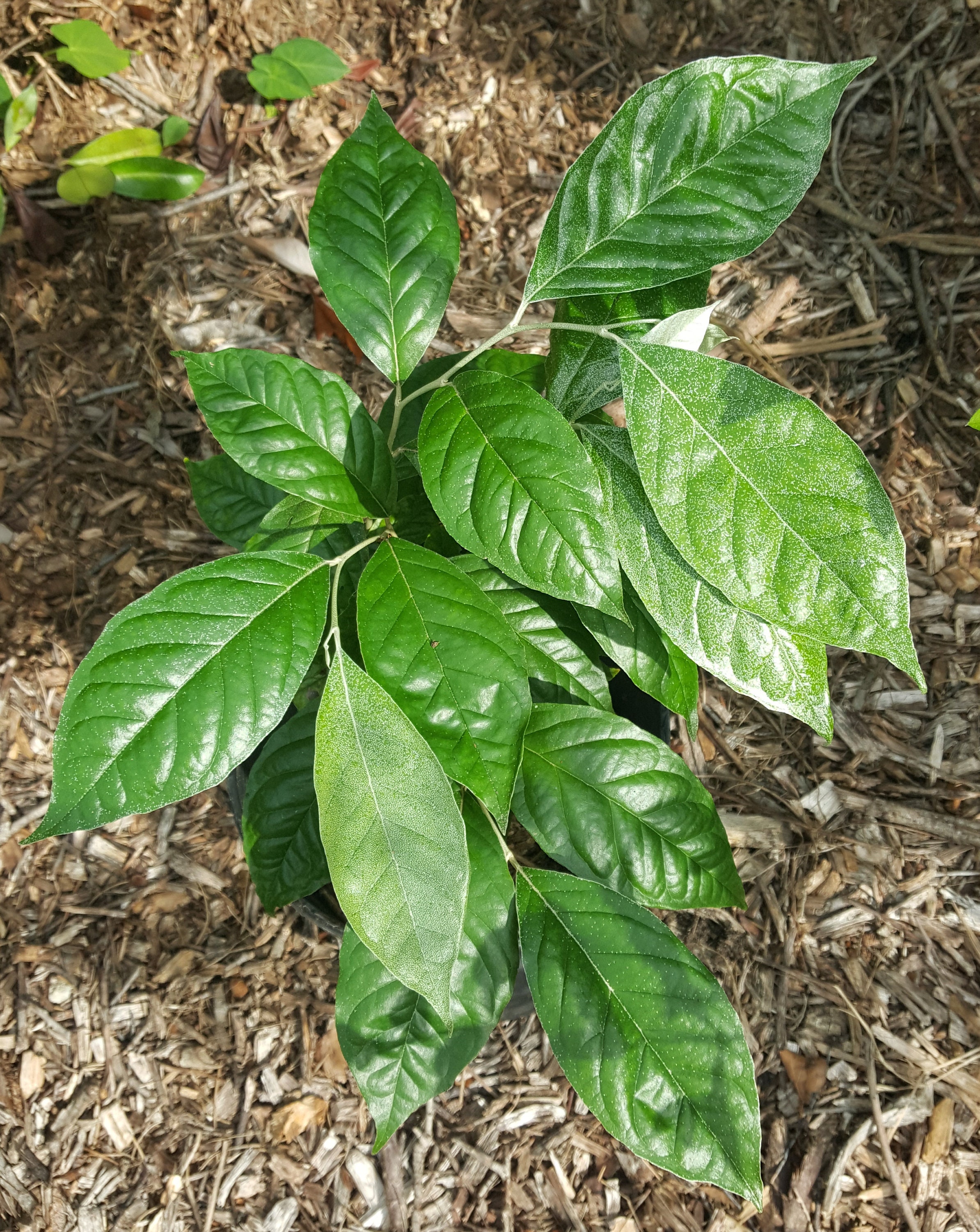 damar hitam in english - DaxtaroRocha